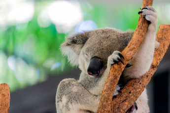 Hamilton Island Wildlife Cafe | Family Holiday Hamilton Island